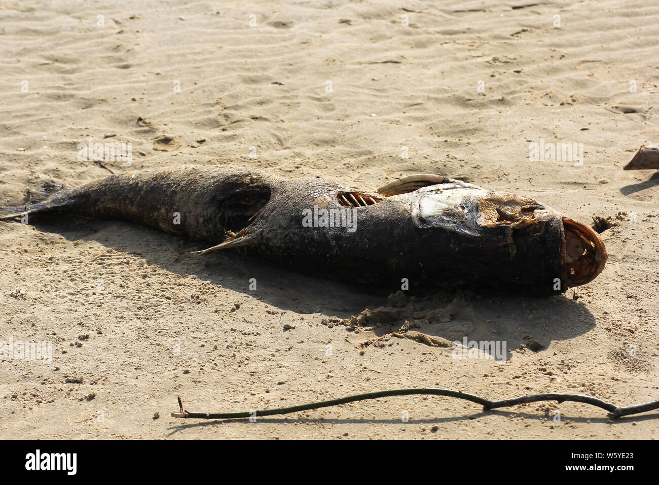 dead fish laying on sand beach Stock Photo - Alamy
