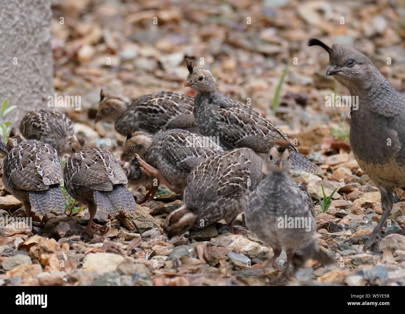 A group of quail chicks are on a family outing, and Mom is keeping a ...