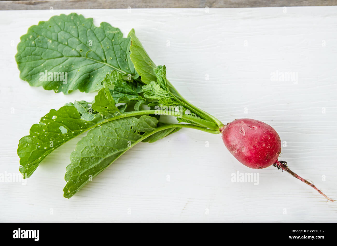 fresh pink radish on a white background Stock Photo - Alamy
