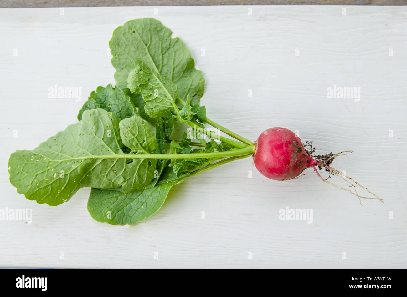 Pink radish hi-res stock photography and images - Alamy