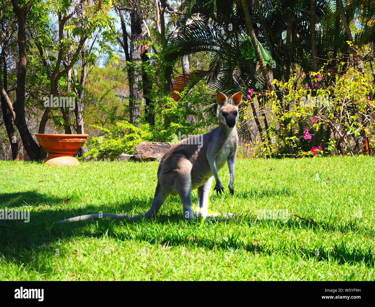 Wallaby in Australia Stock Photo - Alamy