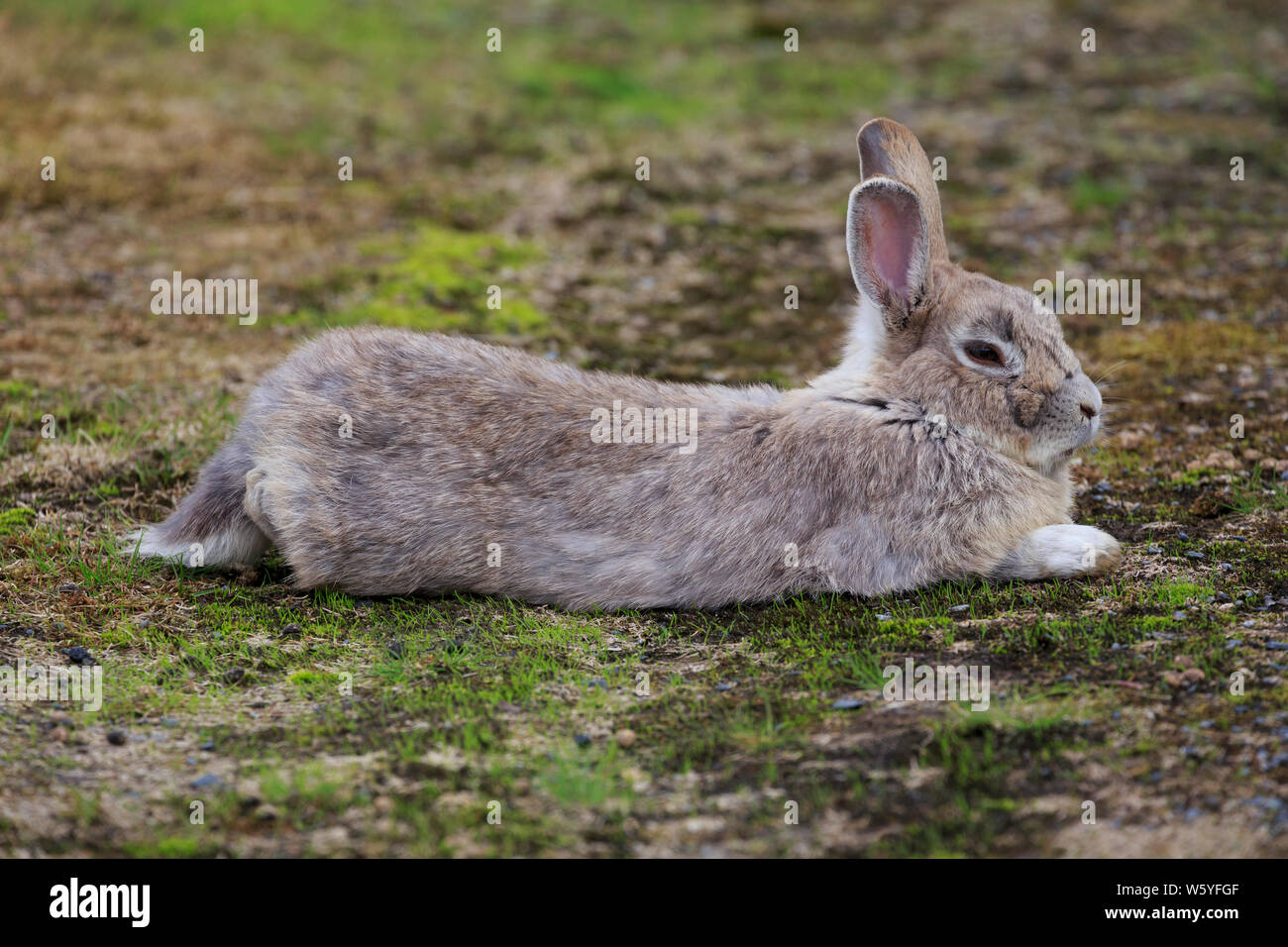 Alaska rabbit hi-res stock photography and images - Alamy