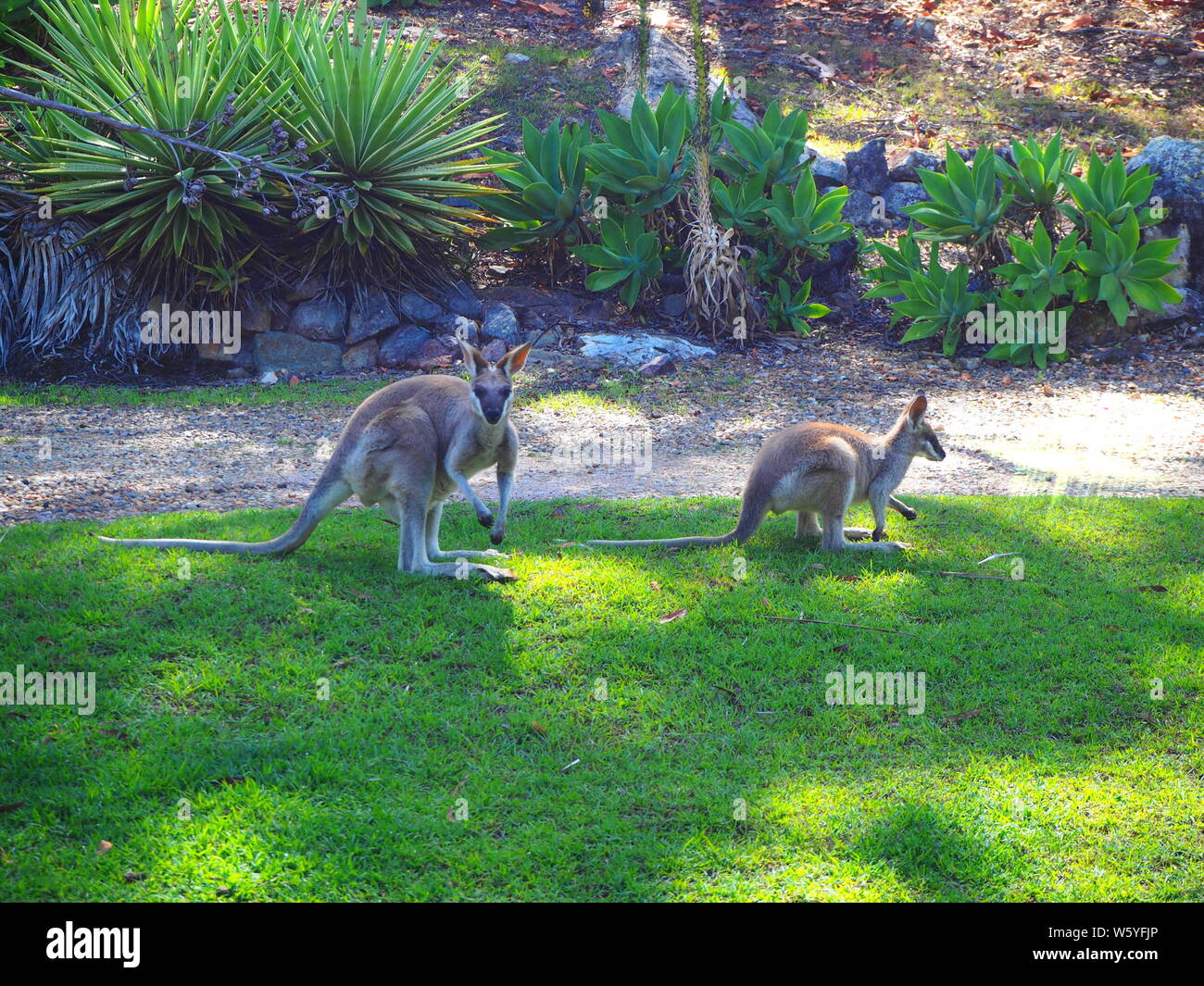 Wallabies in Australia Stock Photo - Alamy