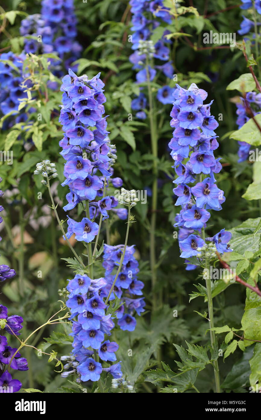 Blue Hollyhock Flowers