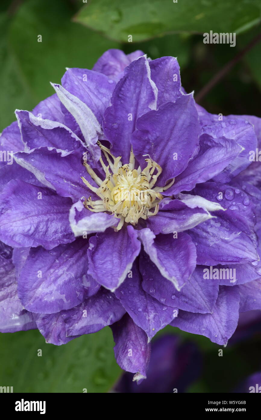 Open flower head of a purple clematis Stock Photo - Alamy