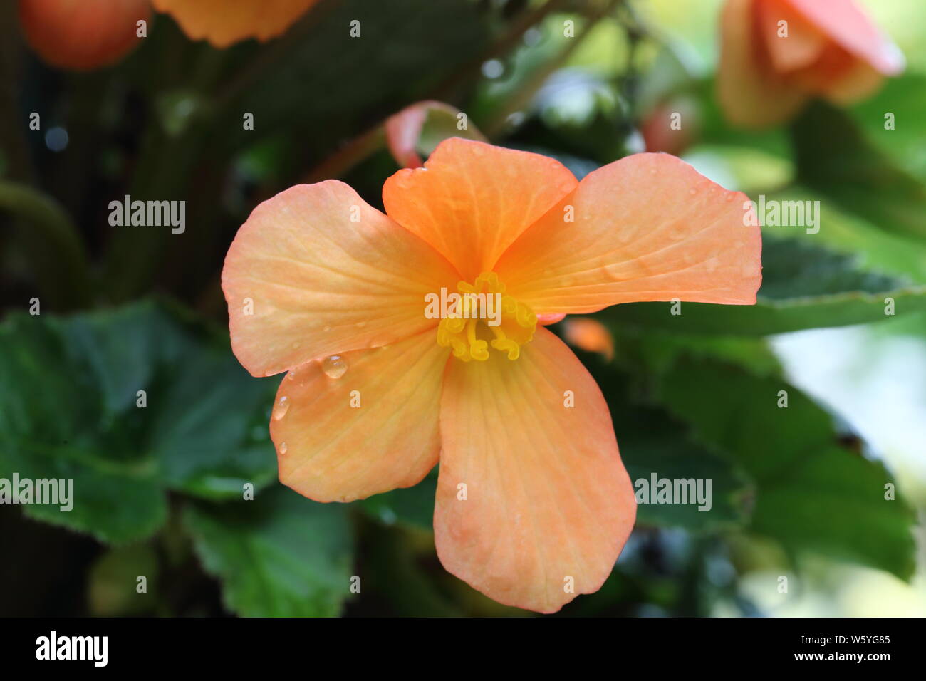 Open flower head of a begonia Stock Photo - Alamy