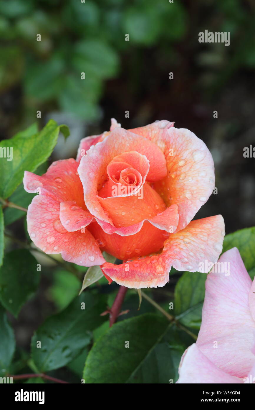 Open flower head of a peach coloured rose Stock Photo - Alamy