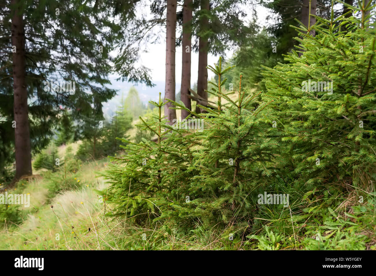 Young douglas fir trees hi-res stock photography and images - Alamy
