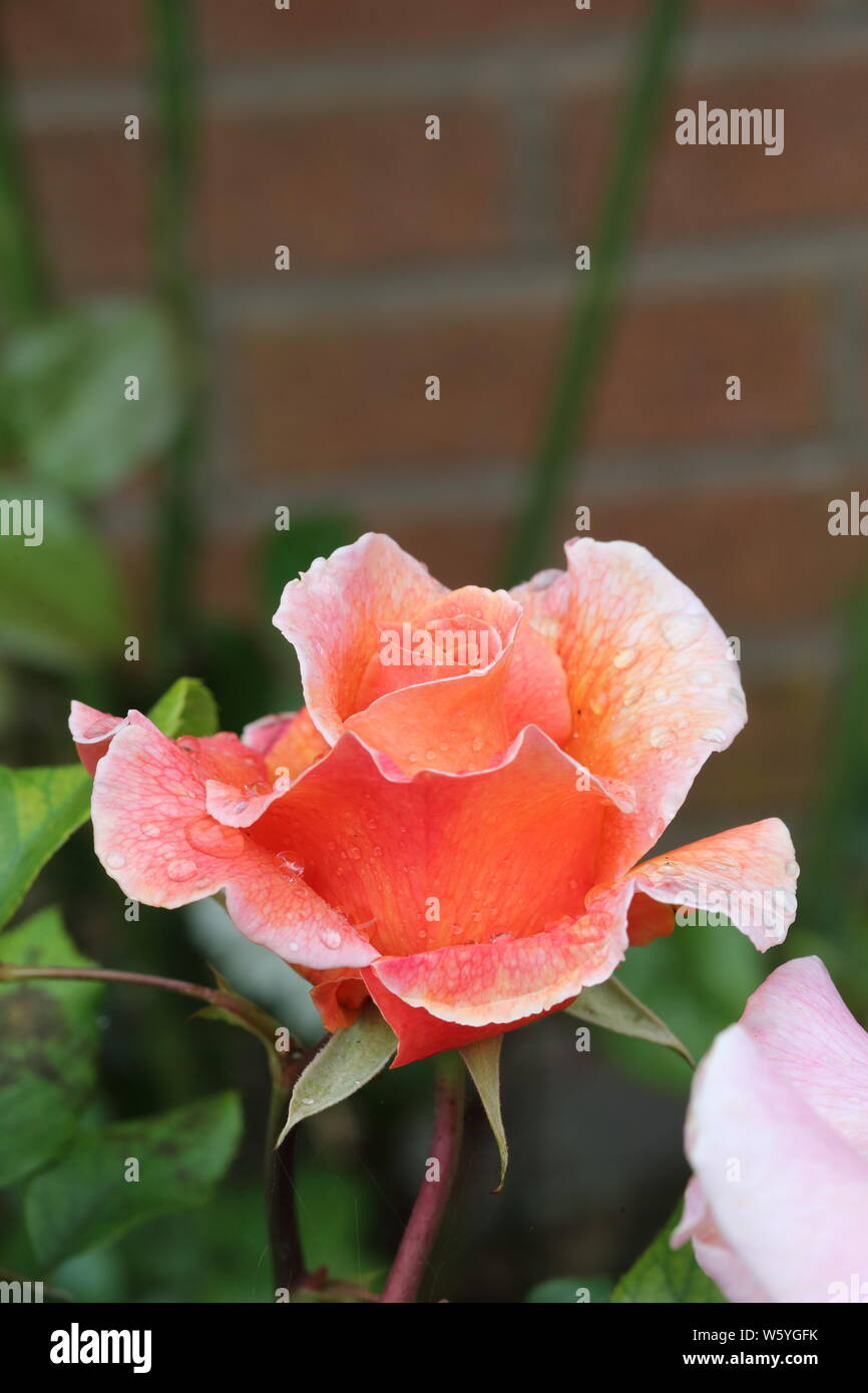 Open flower head of a peach coloured rose Stock Photo - Alamy