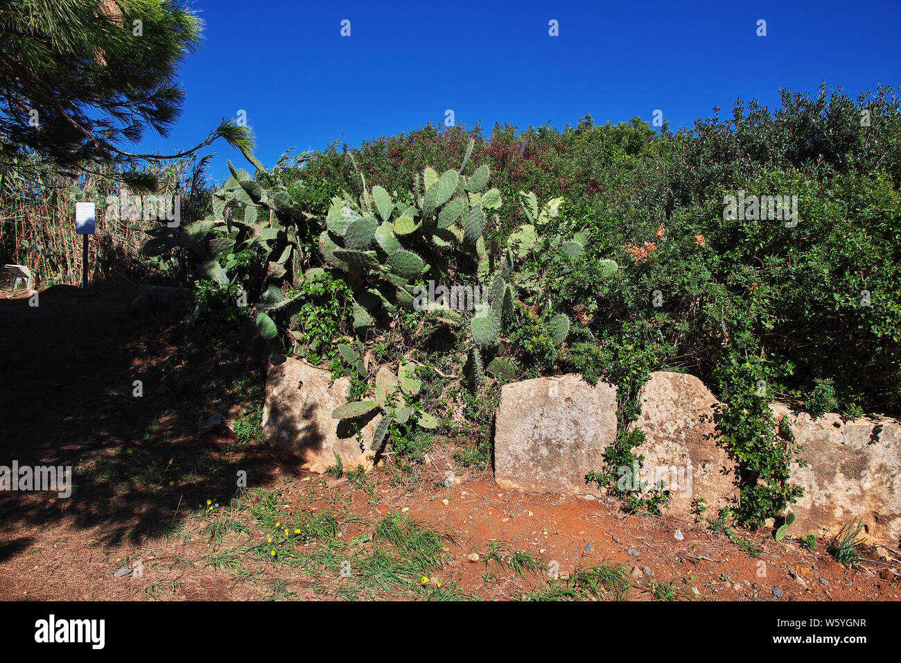 Cactus in egypt hi-res stock photography and images - Alamy
