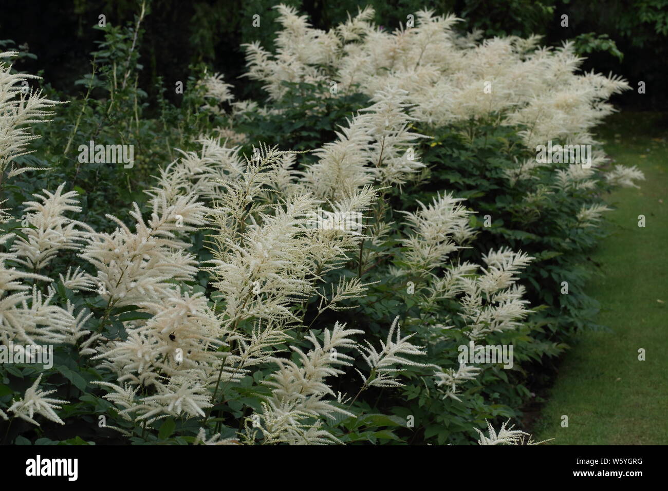 Feathery flower plumes of an open white astilbe Stock Photo - Alamy