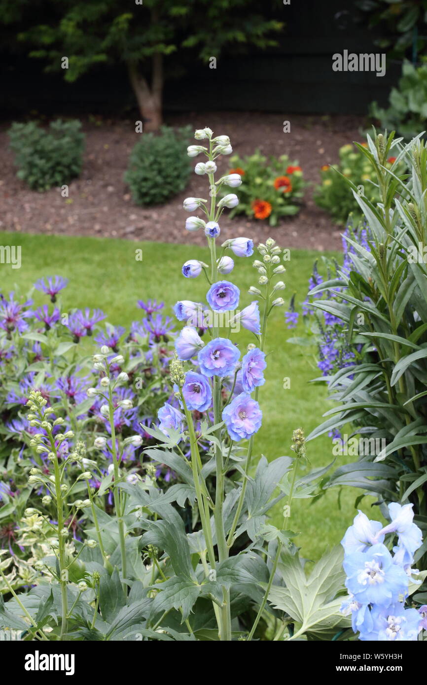 Flowering spike of a delphinium plant - l Stock Photo - Alamy