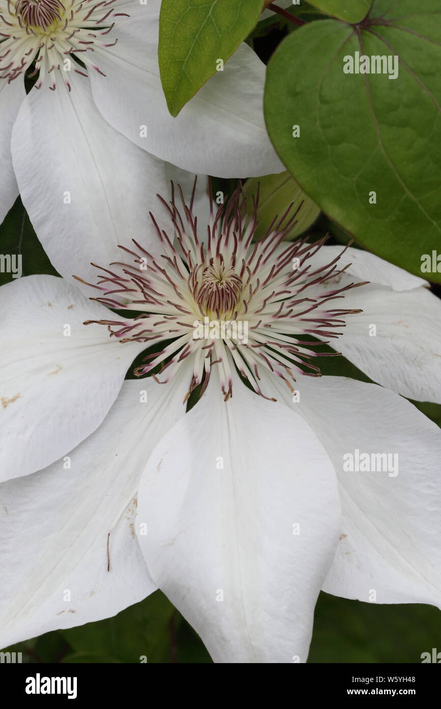 Open flower head of a white clematis Stock Photo - Alamy