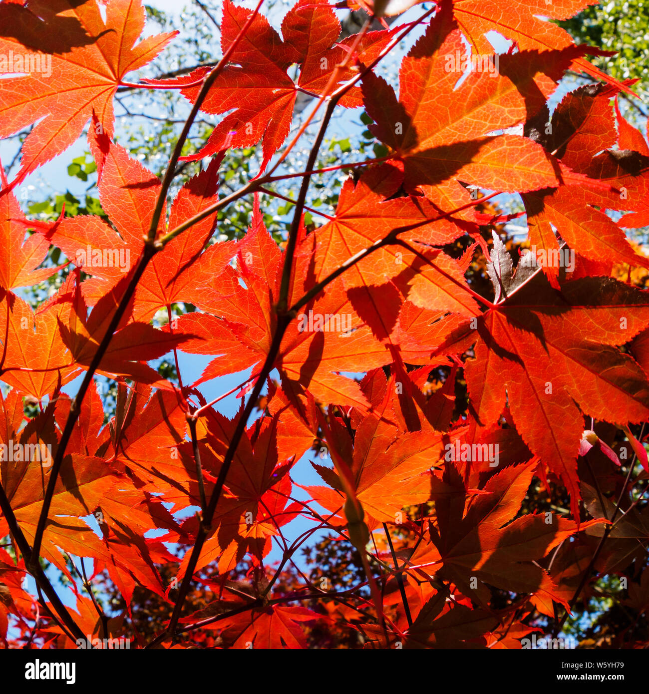 Top view red maple tree hi-res stock photography and images - Alamy