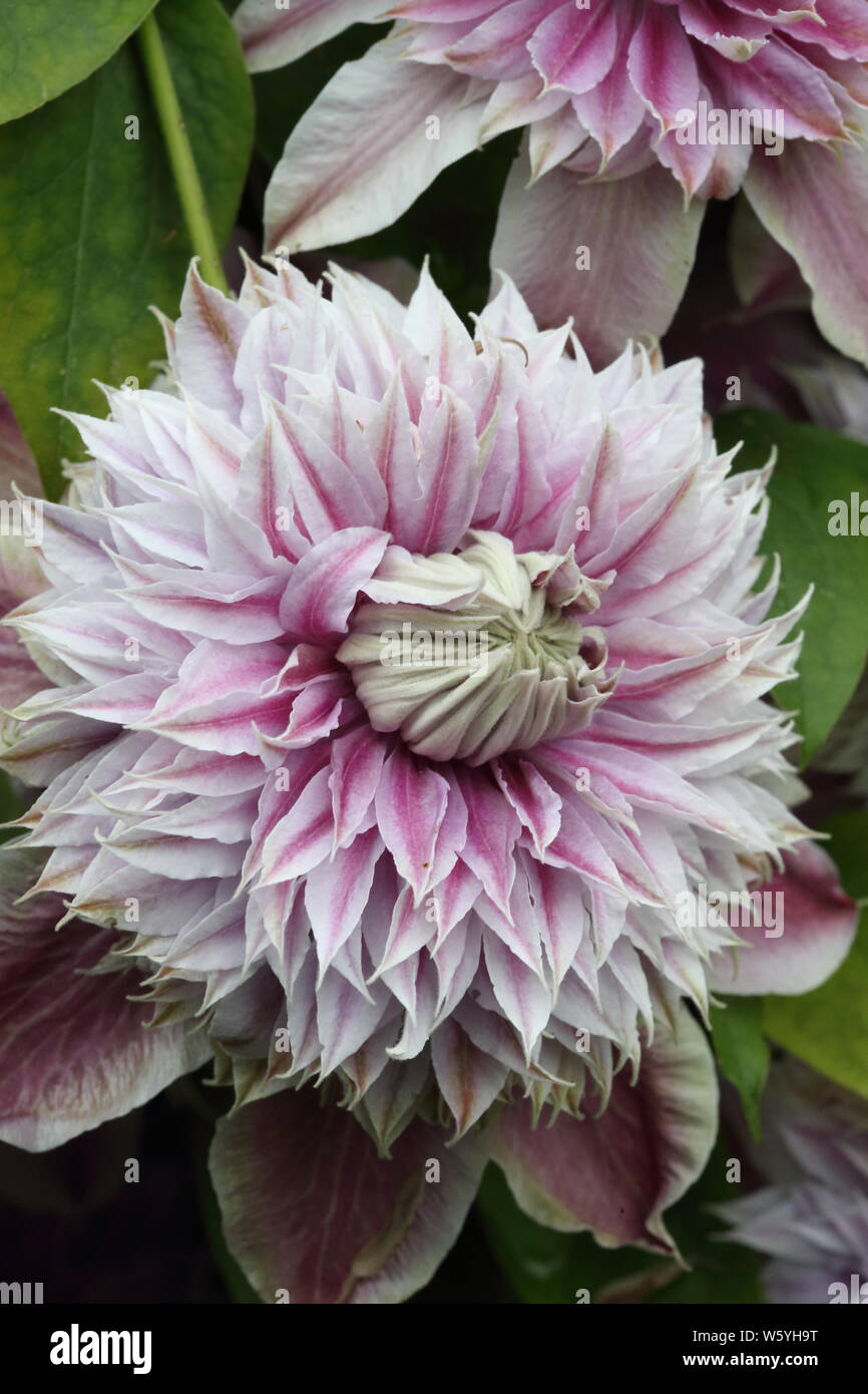 Open flower head of a clematis flower Stock Photo - Alamy