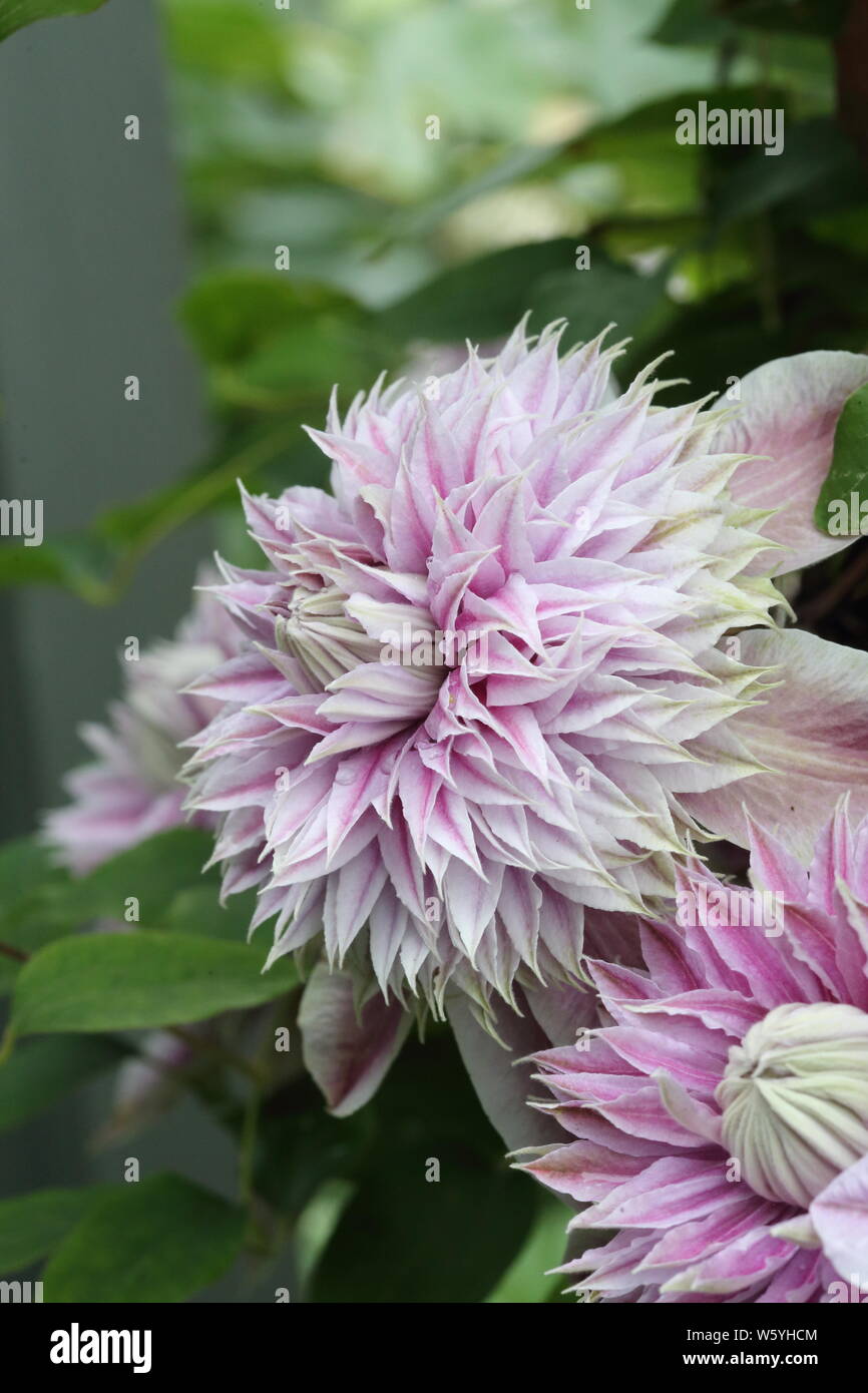 Perennial flower head hi-res stock photography and images - Alamy