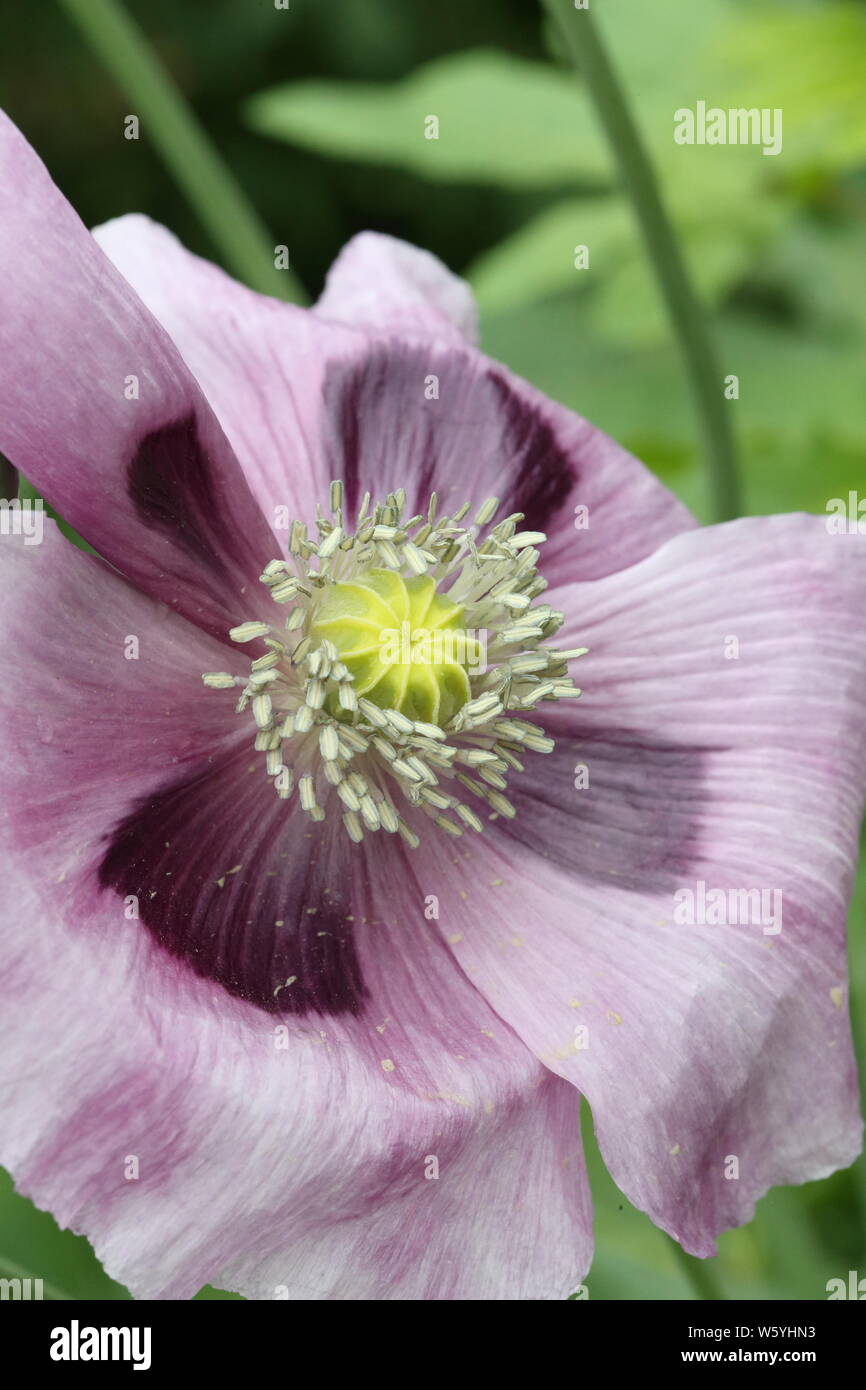 Open poppy hi-res stock photography and images - Alamy