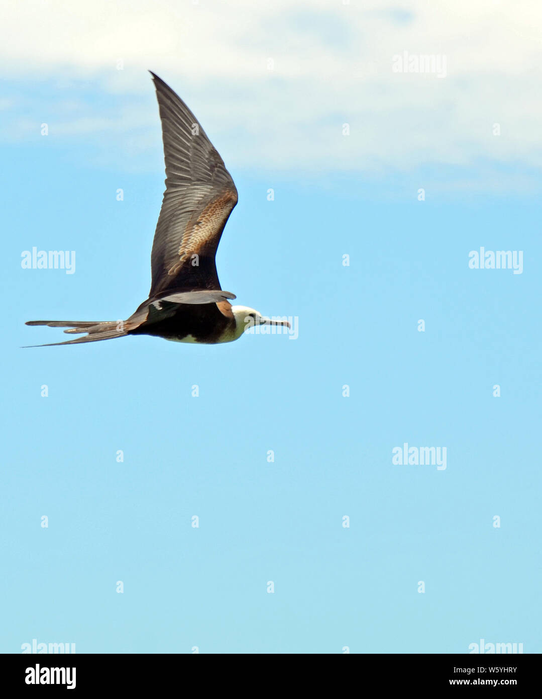 Side view of frigatebird or frigate bird in flight with sun glistening ...