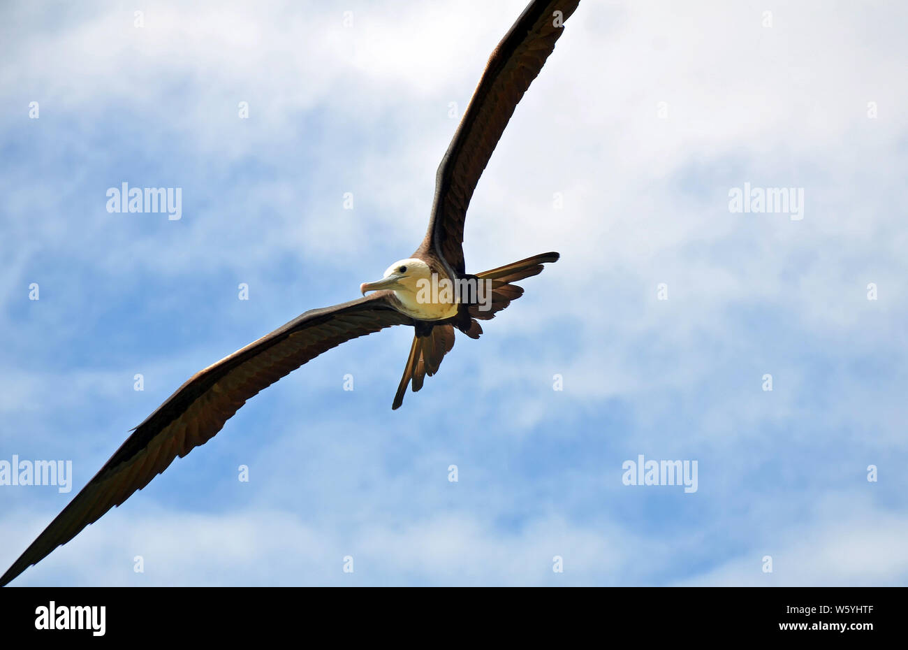 Upward view of frigatebird or frigate bird in flight with thin black ...