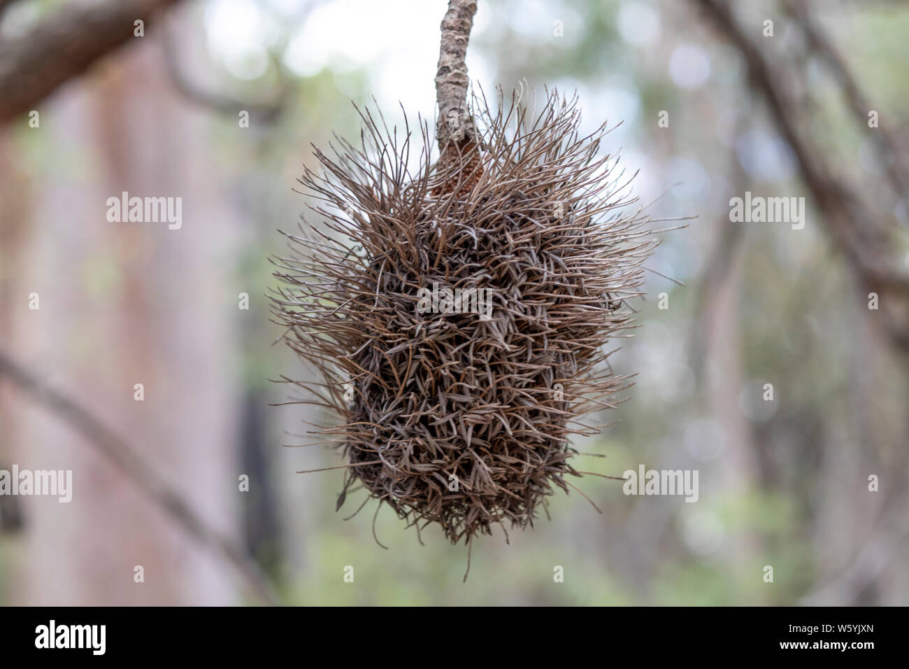 Dead Bottle Brush plant in the Australian outback Stock Photo - Alamy