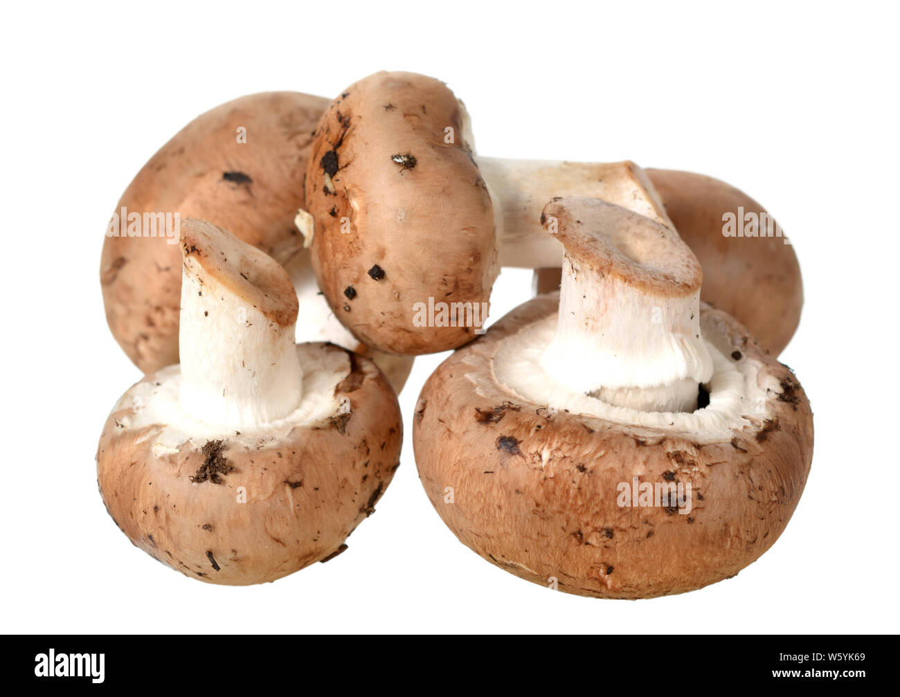 mini portabella mushroom isolated on white background Stock Photo - Alamy