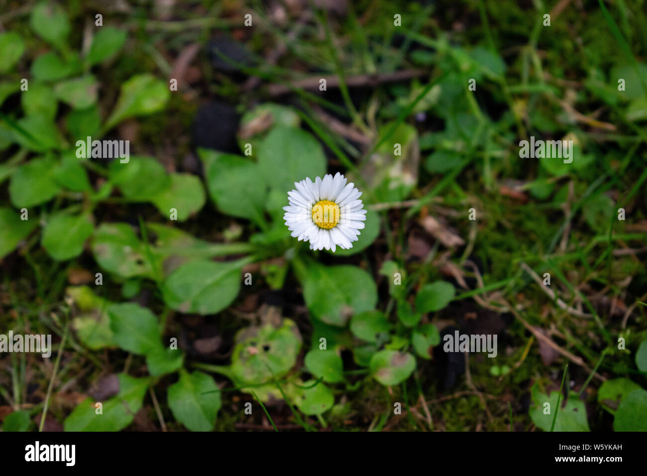 Daisy in the woods Stock Photo - Alamy