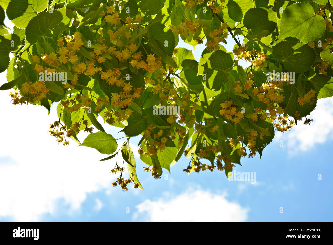 Blooming branches of lime tree Stock Photo - Alamy