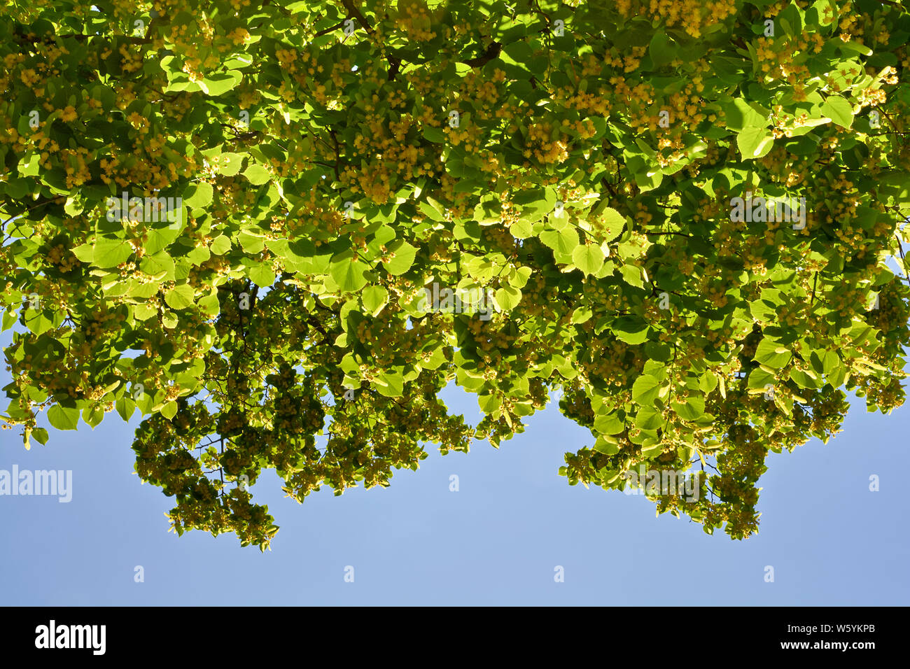 Blooming branches of lime tree Stock Photo - Alamy