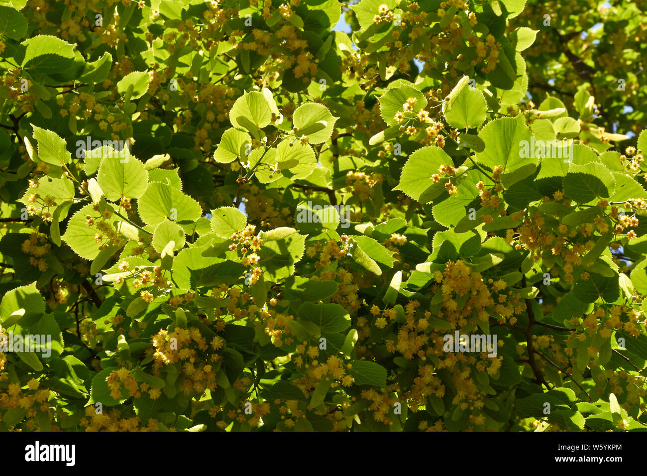 Blooming branches of lime tree Stock Photo - Alamy