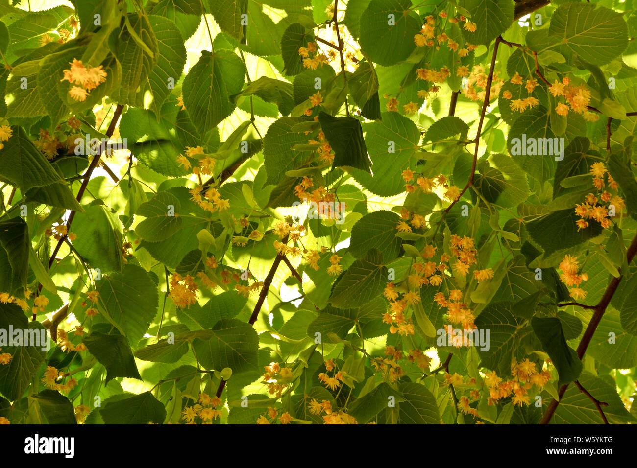 Blooming branches of lime tree Stock Photo - Alamy