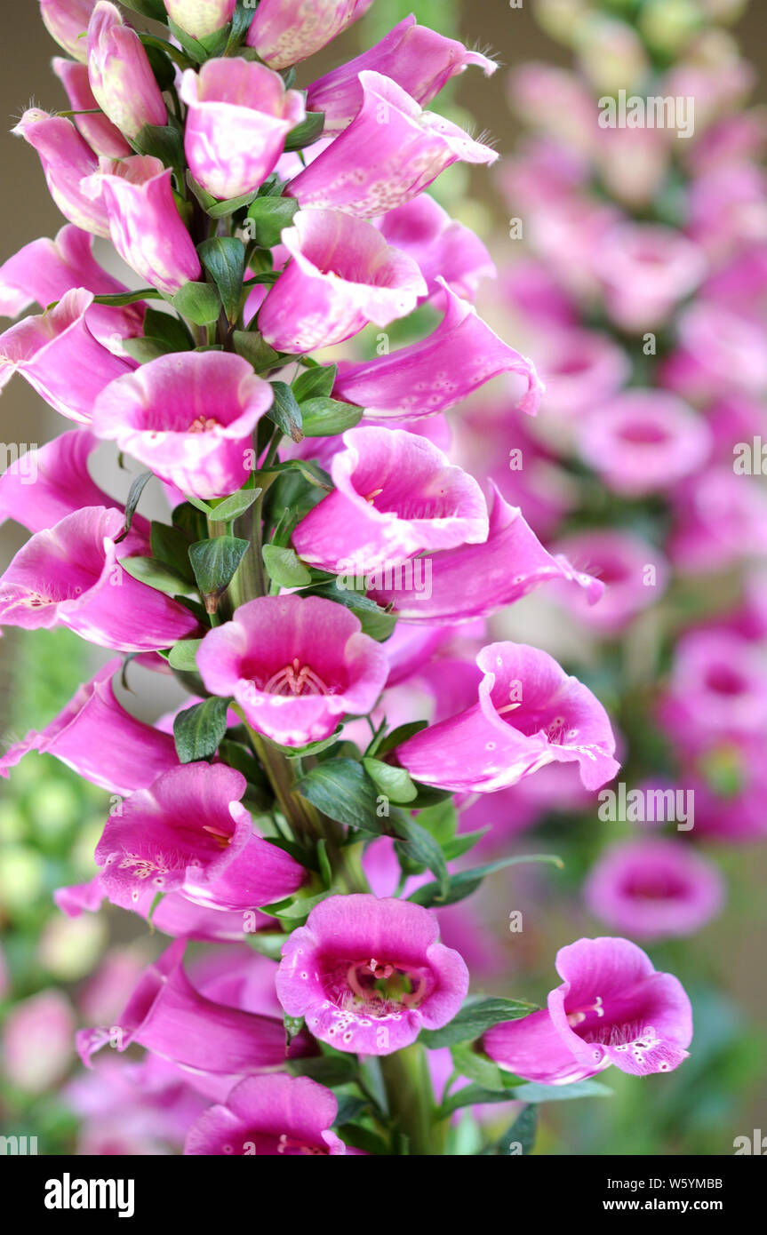 Digitalis camelot rose hi-res stock photography and images - Alamy