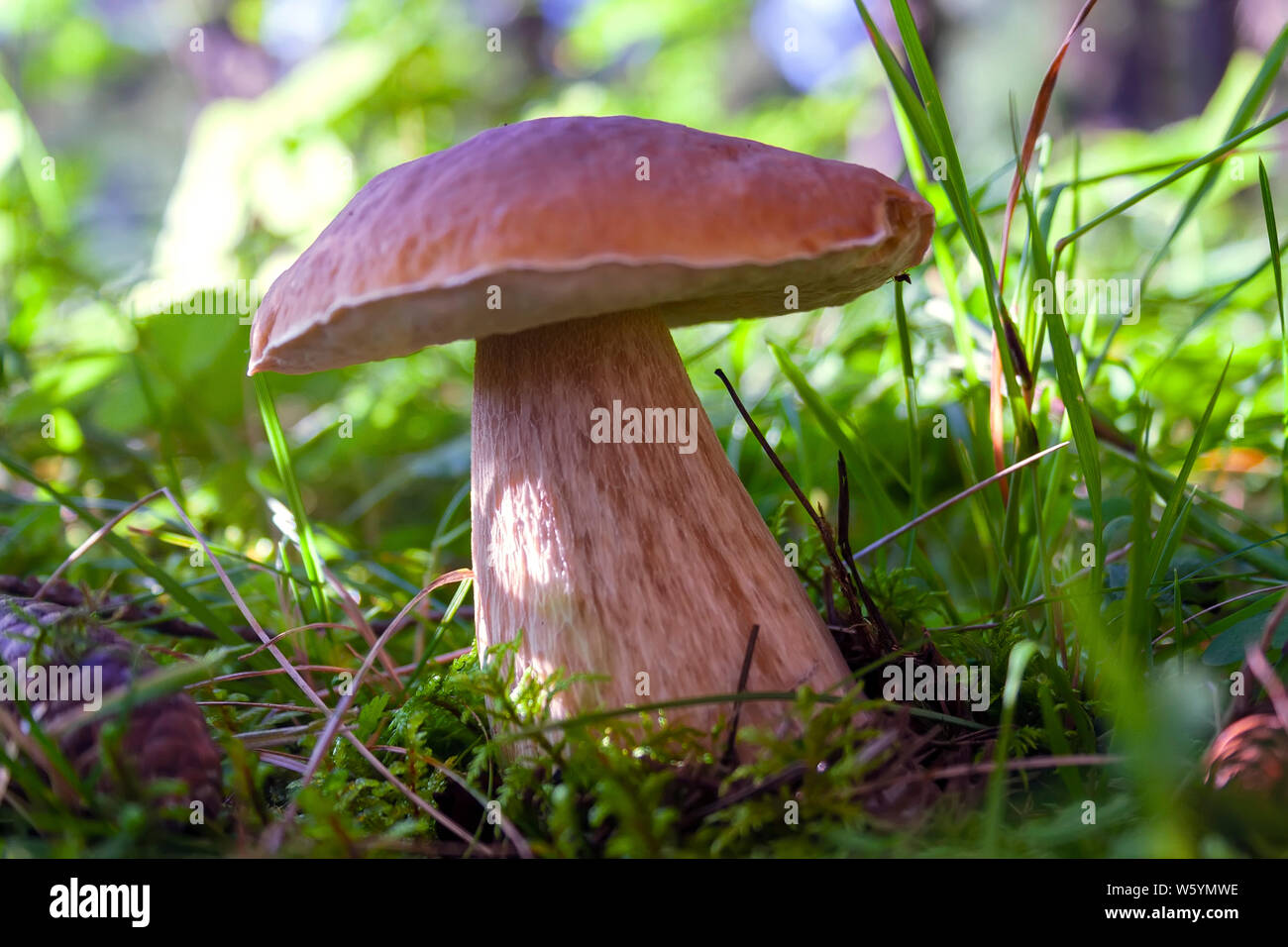 Edible mushroom boletus edulis in forest with blurred background ...