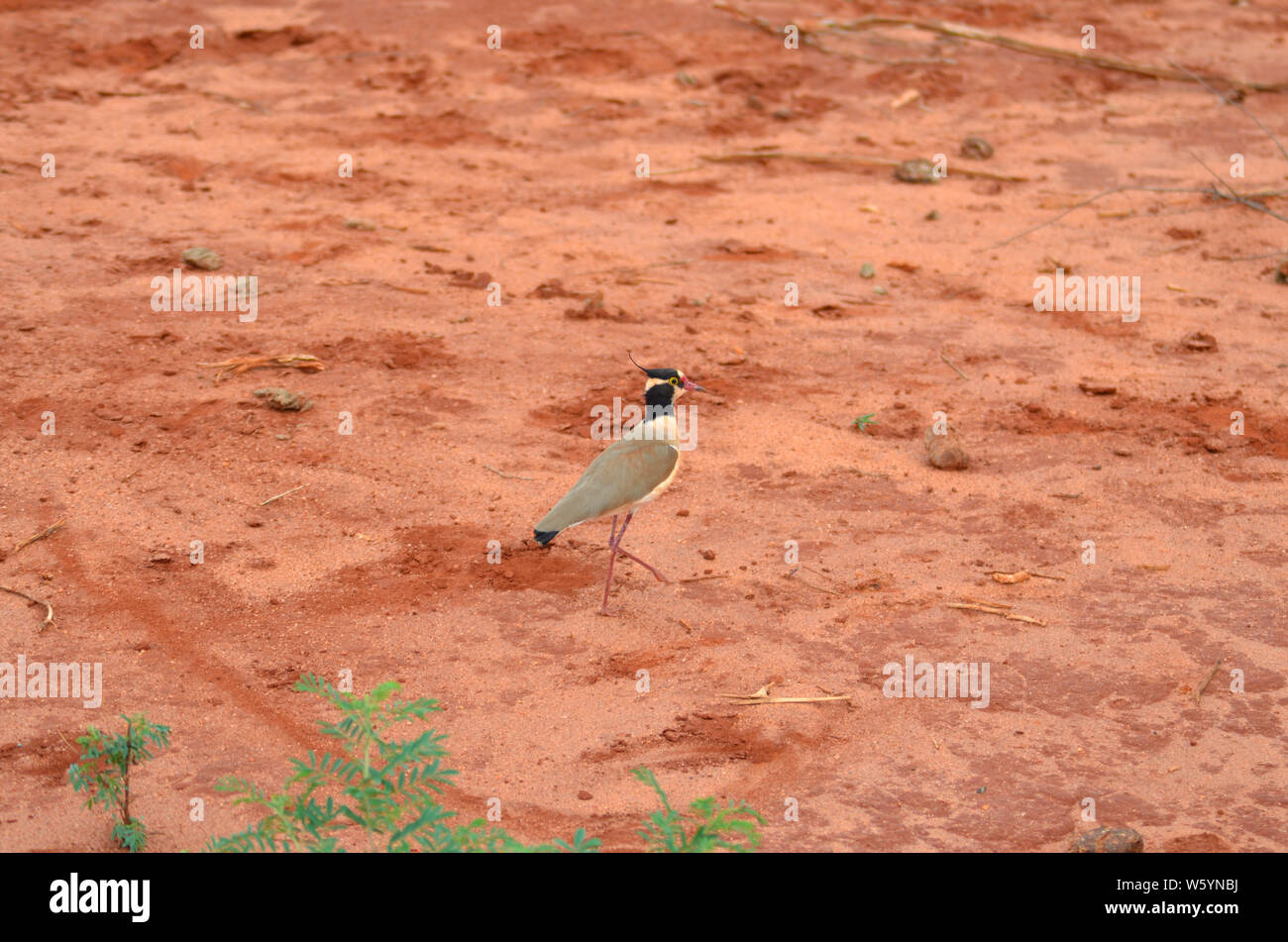 Kenya Safari Bird with long legs Stock Photo - Alamy
