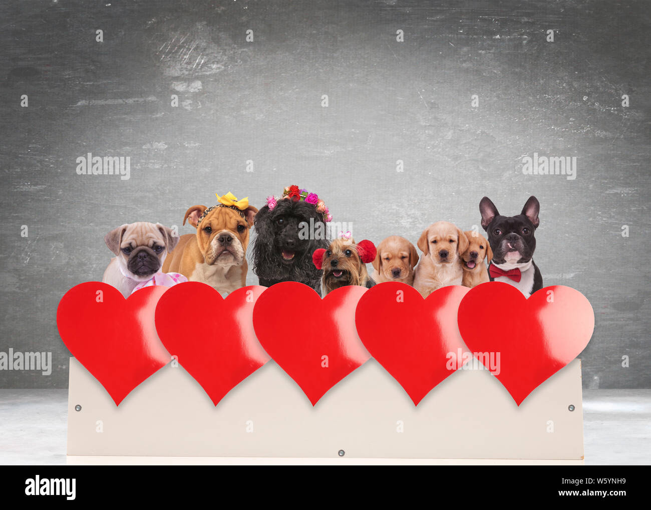 group of adorable dogs celebrating valentine's day on a box against ...