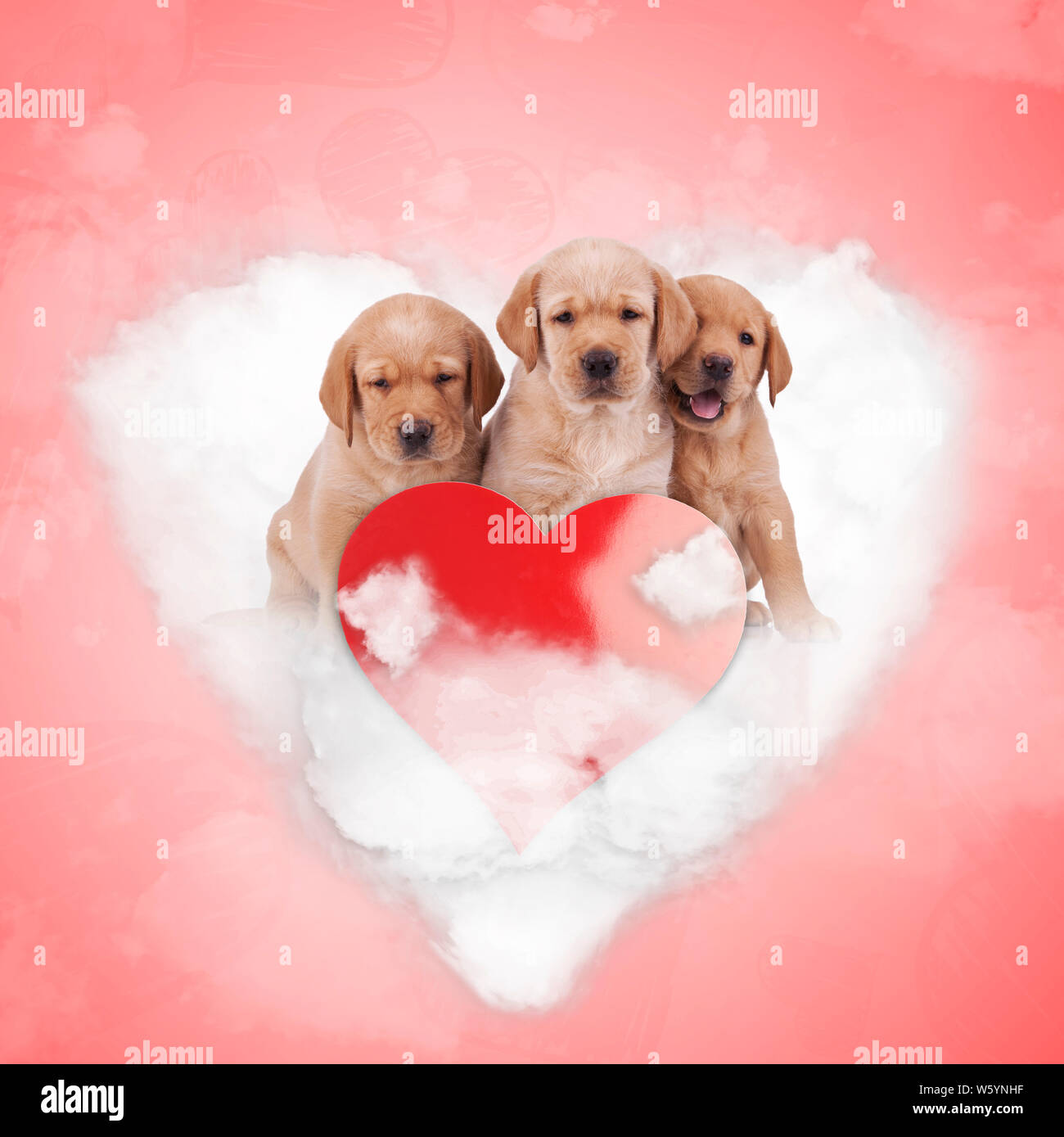 three adorable labrador retriever puppies sitting on a heart cloud in ...