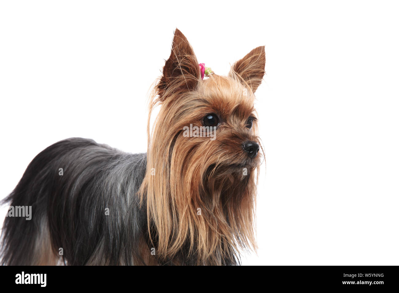 side view of a cute female yorkshire terrier looking away from the ...