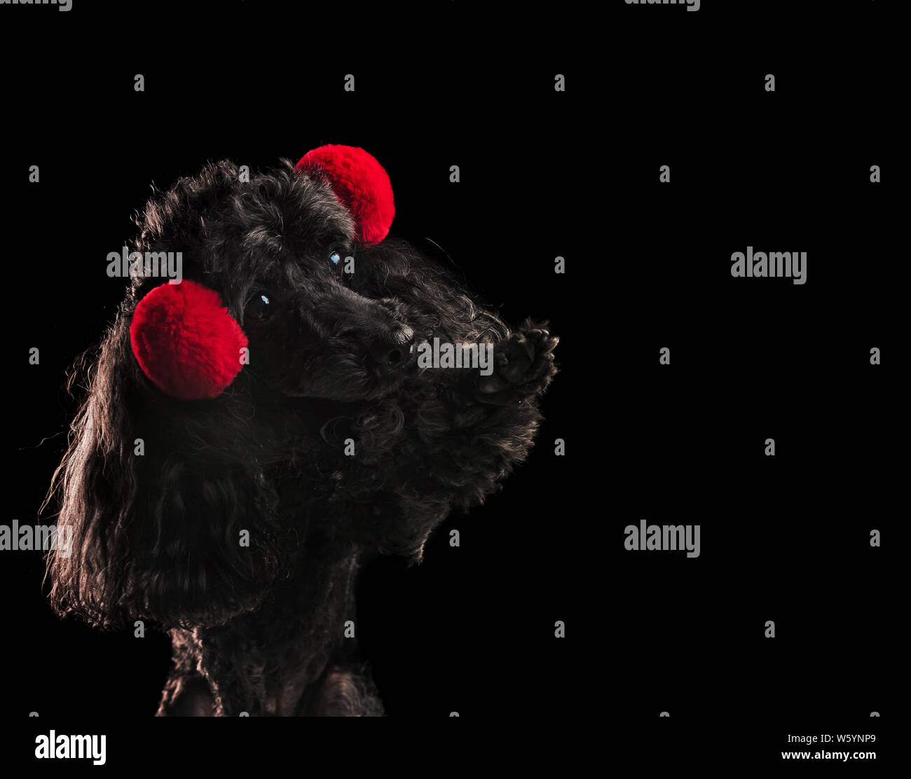 cute black poodle reaching its paw for something in studio Stock Photo ...