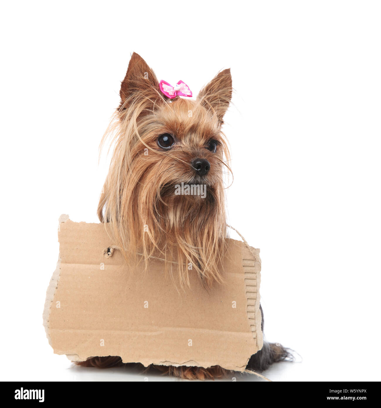 cute sad yorkshire terrier begging for food, wearing a sign on white ...