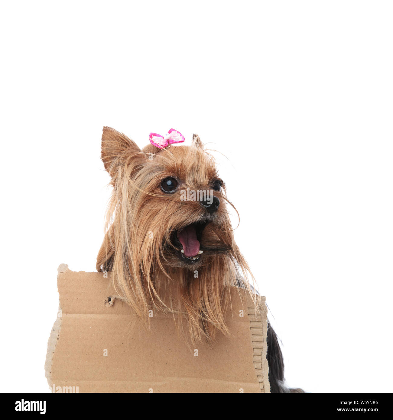 homeless yorkshire terrier screaming for help while wearing a sign at ...