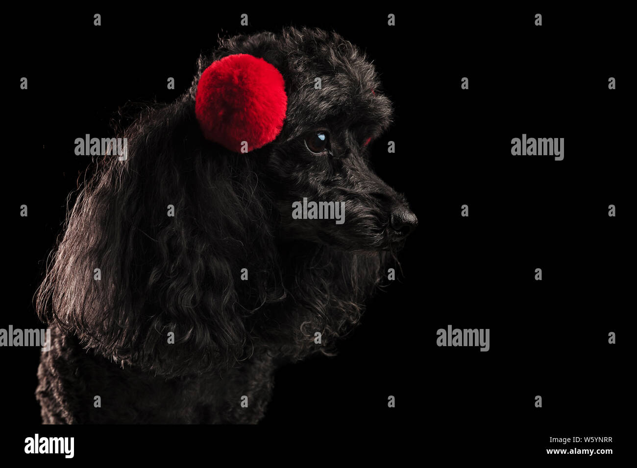profile view of a poodle's head wearing earmuffs on black background ...