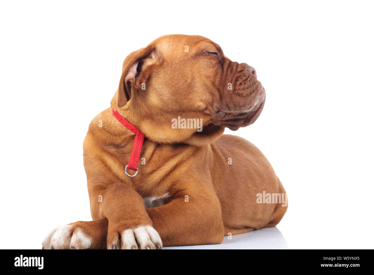 Smug dog hi-res stock photography and images - Alamy