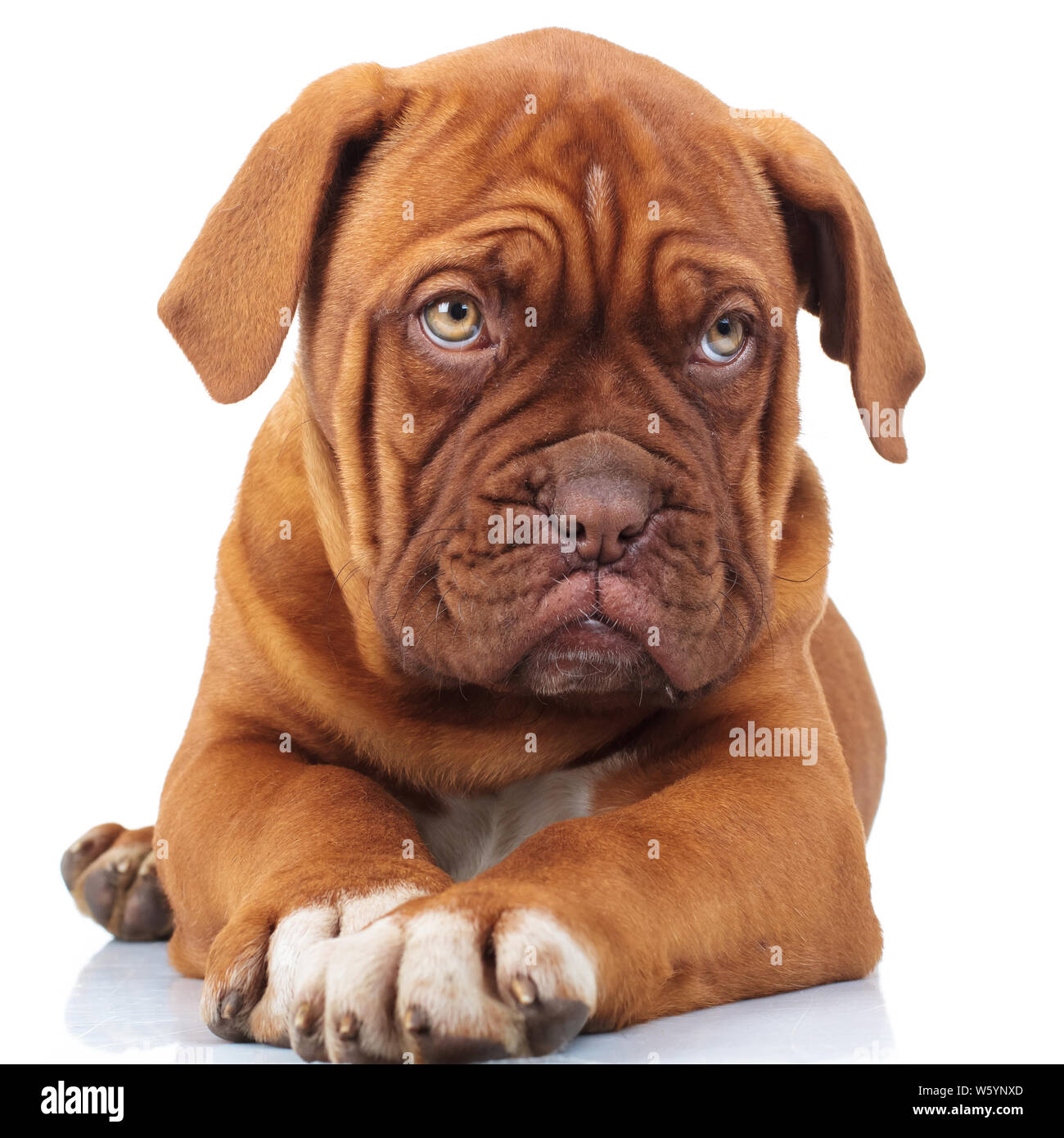 Indifferent animal hi-res stock photography and images - Alamy