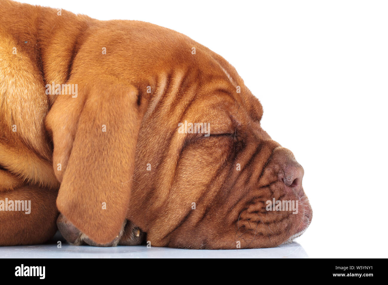 side of a sleeping puppy dog , closeup picture on white background ...