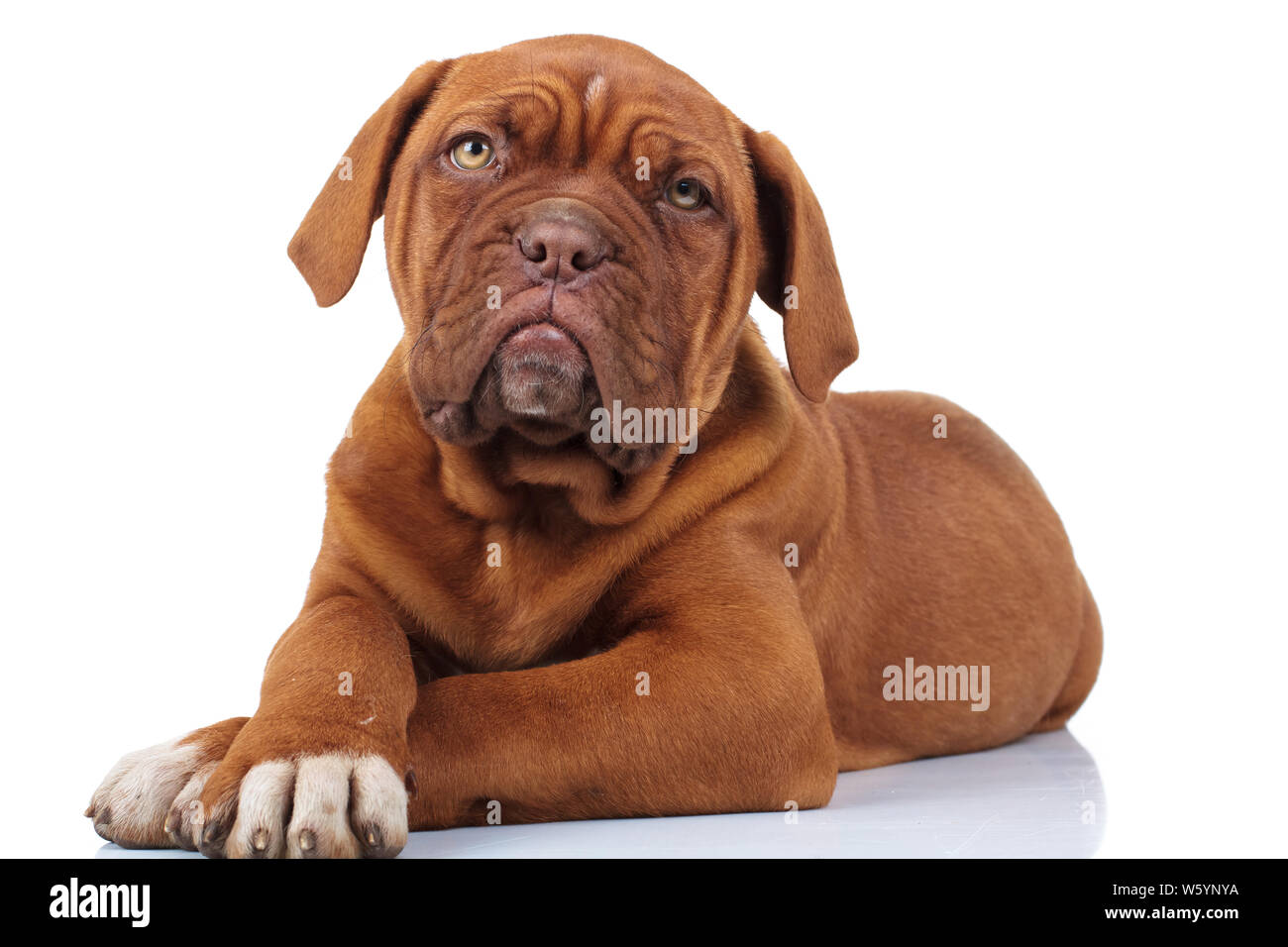beautiful french mastiff puppy dog lying down on white background with ...