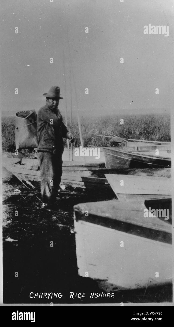 Wild rice harvesting and processing; Scope and content: Series of ...