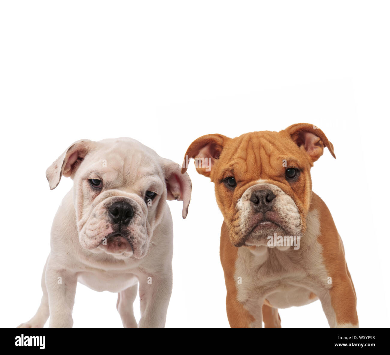 couple of cute english bulldogs puppies standing together on white ...