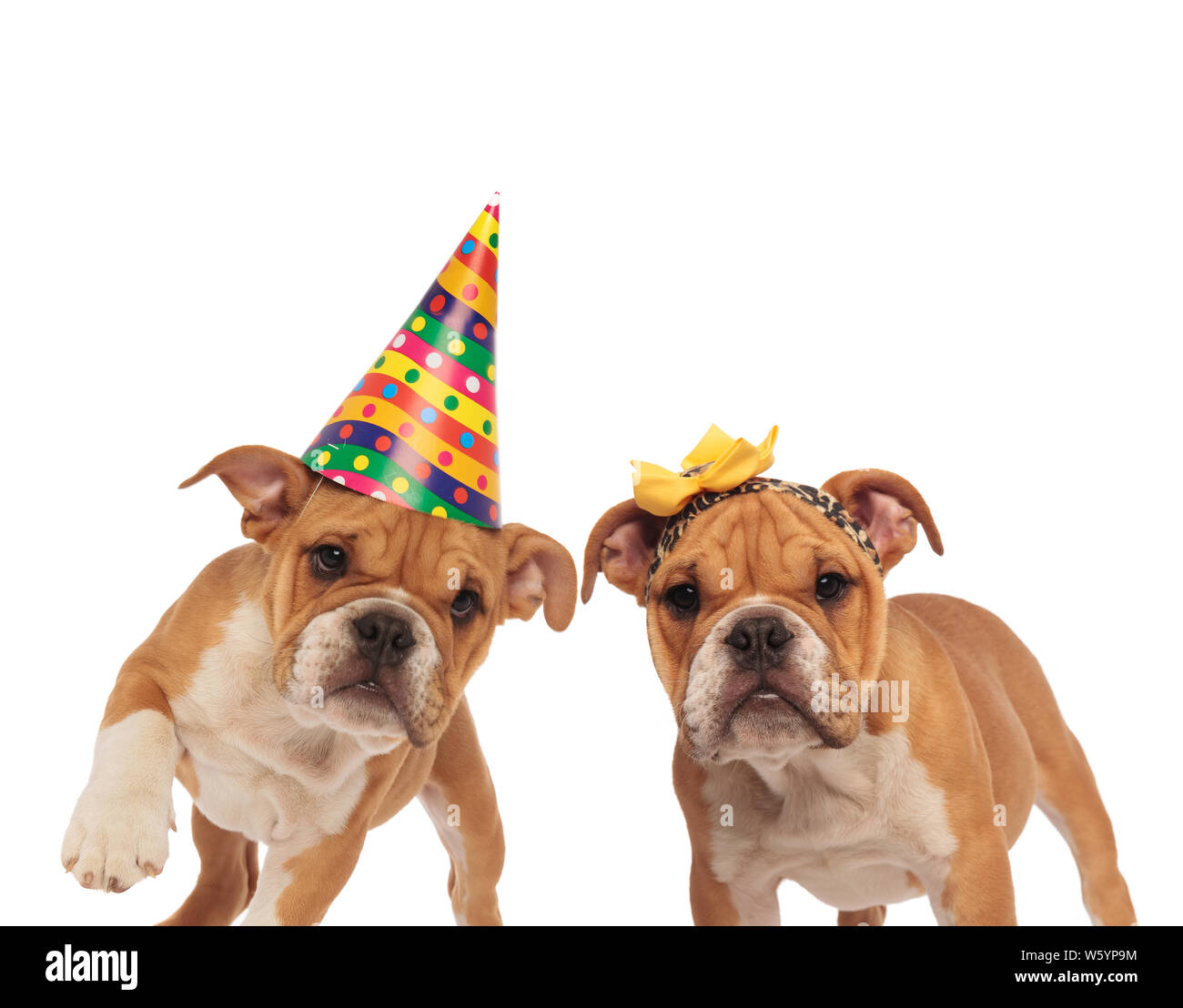 couple of english bulldogs ready for a costume party on white ...