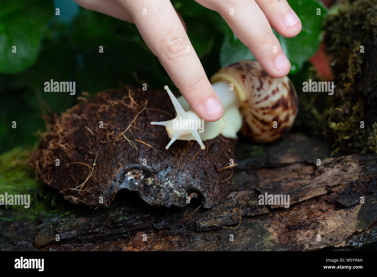 Baby stroking a snail. A snail crawling on a coconut. Communication of ...