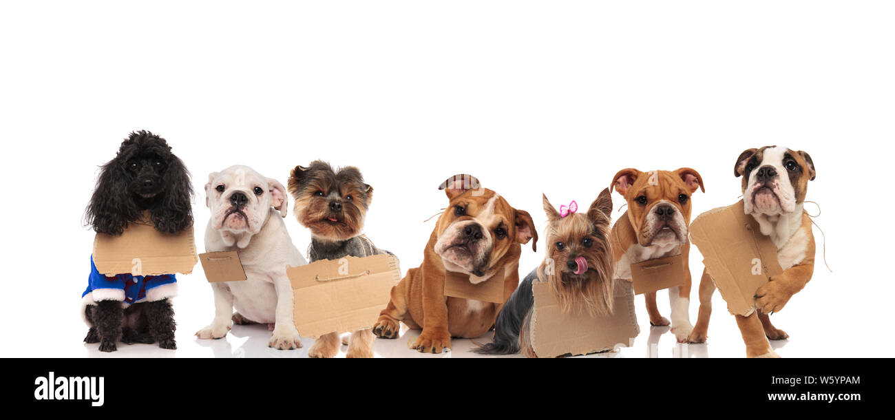 large group of homeless dogs waiting to be adopted on white background ...
