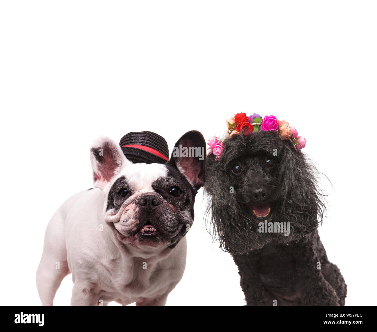 happy couple of dogs standing together on white background Stock Photo ...